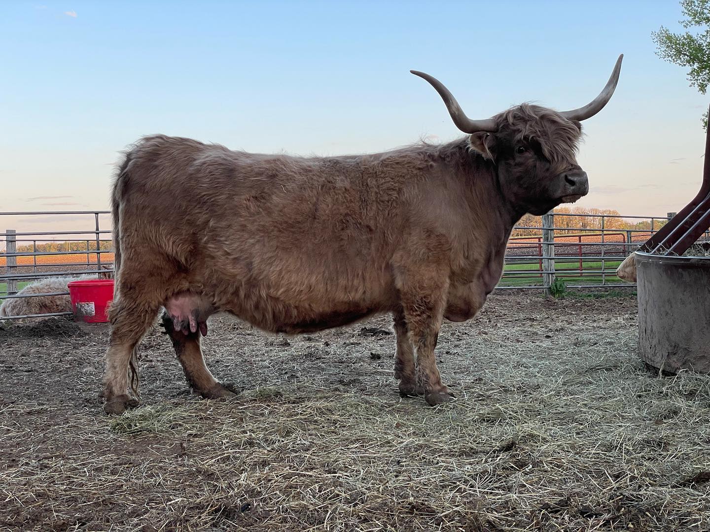 Meet Our Herd – Glory Oaks Farm